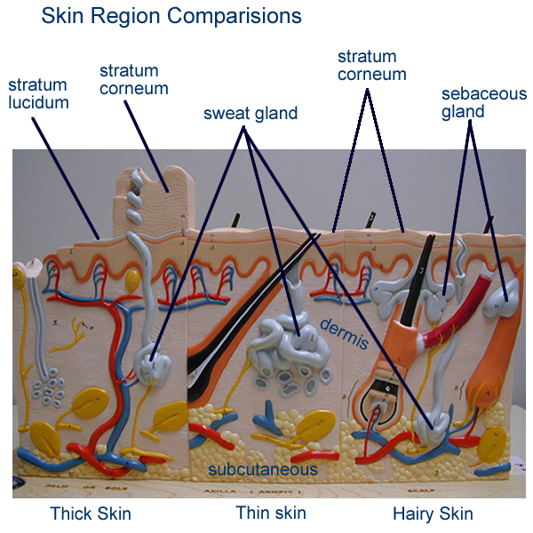 Integumentary Models Integumentary Models